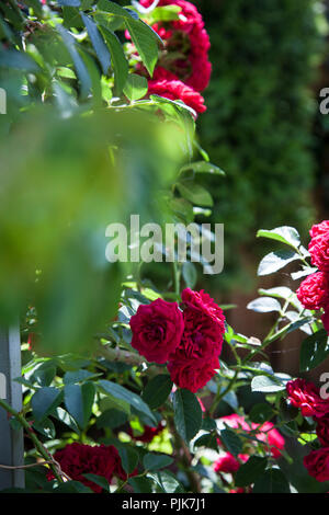 Flowering rambling rose 'Chevy Chase', Close-up Stock Photo - Alamy