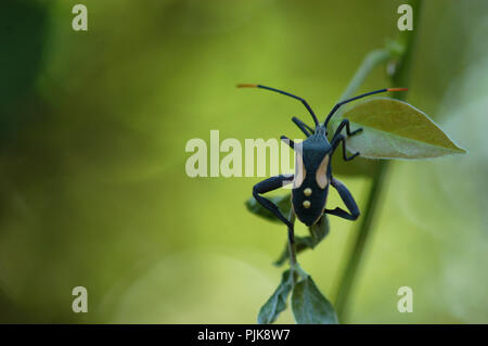 Crusader bug (Mictis profana) also known as the Holy Cross bug. Western ...