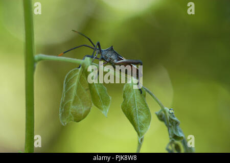 Crusader Bug (Mictis profana, Coreidae), Western Australia, Australia ...