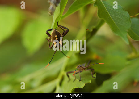 Crusader bug (Mictis profana) also known as the Holy Cross bug. Western ...