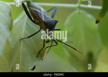 Crusader bug (Mictis profana) also known as the Holy Cross bug. Western ...