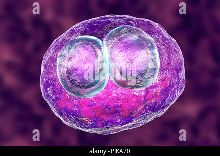 Cytomegalovirus infection. Computer illustration of human cells showing ...