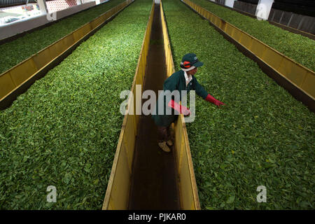 Maramba tea factory, Limuru, Kenya, February 2015 Stock Photo - Alamy