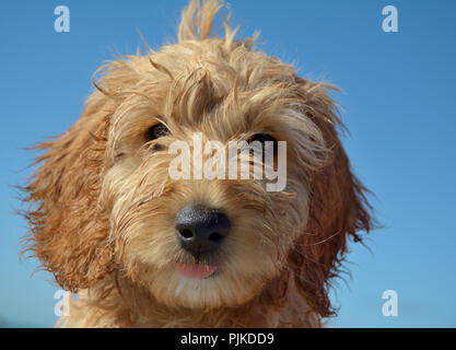 A cockapoo puppy after swimming in the sea Stock Photo - Alamy