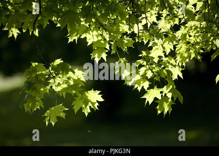 The branches of a tree with green bright leaves on a sunny day Stock ...
