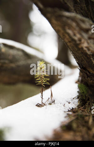 A small, tender sapling growing in a lush, forest environment Stock ...