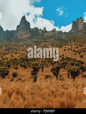 Giant groundsels growing against the Mountain Landscapes of Mount Kenya ...