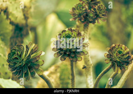 Cacti and succulents - frugal plants in the conservatory Stock Photo ...