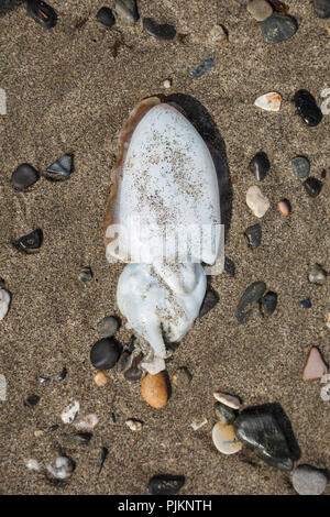 Dead Fish lying on the beach Stock Photo - Alamy