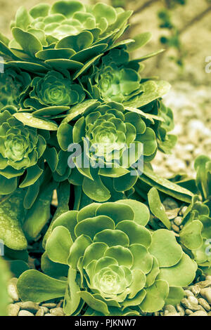 Cacti and succulents - frugal plants in the conservatory Stock Photo ...