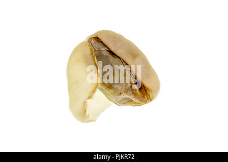 Process of drying coffee beans (parchment coffee) sun dry the beans ...