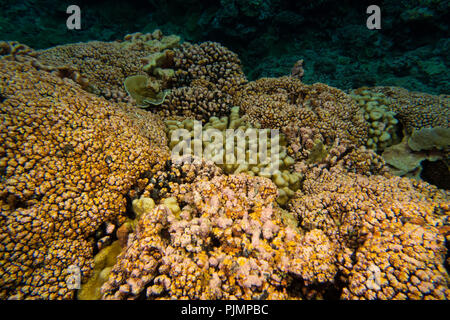 Diving on the reef of Millennium atoll in Kiribati showing the dead ...