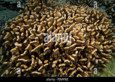 Diving on the reef of Millennium atoll in Kiribati showing the dead ...