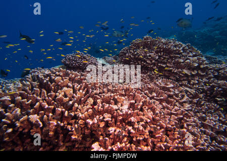 Diving on the reef of Millennium atoll in Kiribati showing the dead ...