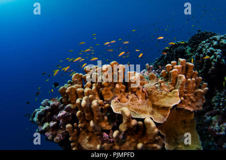 Diving on the reef of Millennium atoll in Kiribati showing the dead ...