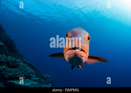 A curious red snapper or red bass approaches divers on the reef at ...