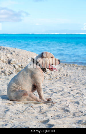in polynesia beach a dog resting near the ocean Stock Photo - Alamy