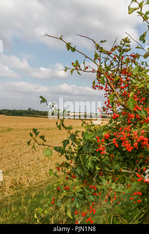 A stubble field in early Autumn with a bush bearing red hawthorn ...