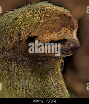 A wild three-toed sloth high in the forest canopy in the Amazonian ...
