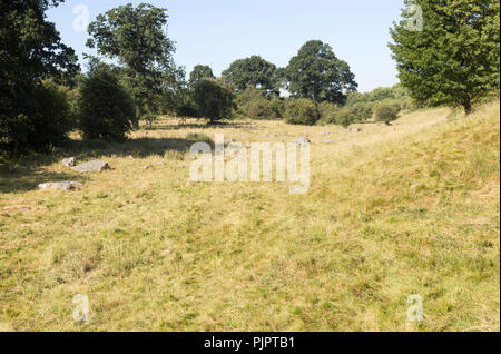 Sarsen stones lying in a boulder stream at Lockeridge Dene, near ...