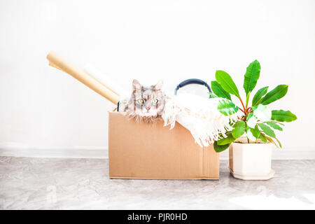 Things to move, box , a flower in a pot. Garage sale and moving concept ...