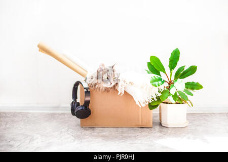 moving, things in boxes, garage sale, flower in a pot. Copy space Stock ...