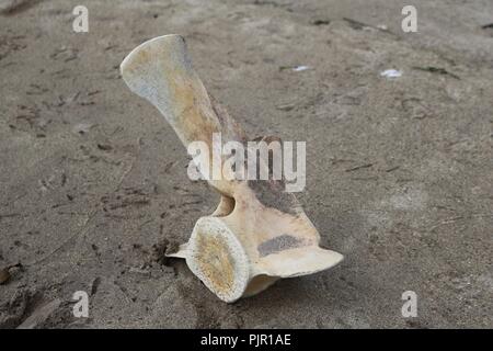 whale bone washed up on the shore and bleached white by the sun and sea ...