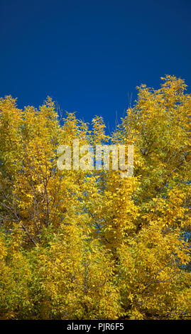 Autumn Trees Calgary Alberta Stock Photo - Alamy