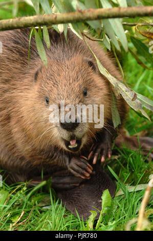 EVA the Eurasian Beaver (Castor Fiber) at Escot Country Park ...