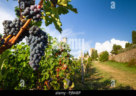 Chianti, September 2018: Harvest in Tuscan vineyard landscape with ...