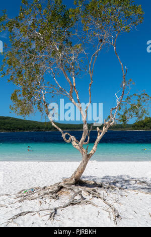 Lake McKenzie, a freshwater lake on Fraser Island, the world's largest ...