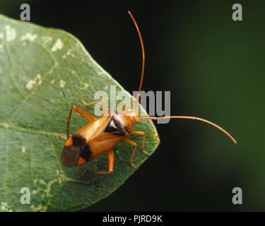 Megacoelum infusum mirid bug at rest on oak leaf. Tipperary, Ireland ...