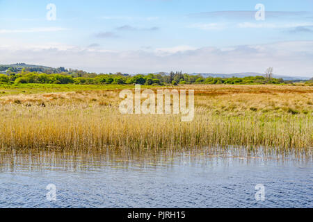 Corrib River and natural vegetation, Galway, Ireland Stock Photo - Alamy