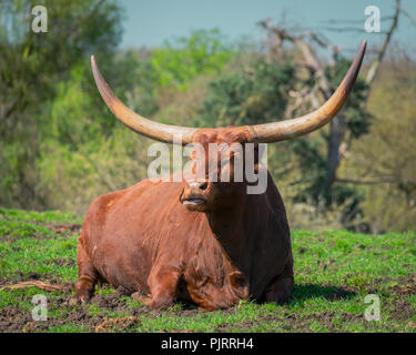 Cattle Brown Cow Sitting Down UK Stock Photo - Alamy