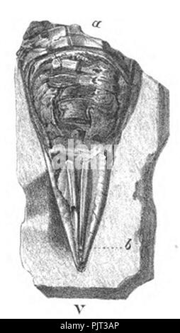 Belemnotheutis phragmocone ventral Stock Photo - Alamy