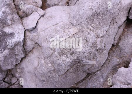 Crinoid fossils in the carboniferous limestone of the Blue John Cavern ...