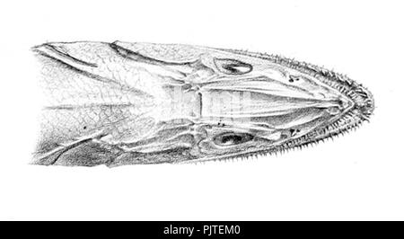 Bathysaurus ferox head Stock Photo - Alamy