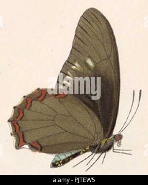 BCA - Battus laodamas iopas2 Stock Photo - Alamy