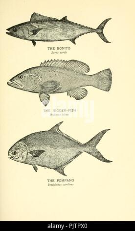 Bass, pike, perch and others Stock Photo - Alamy