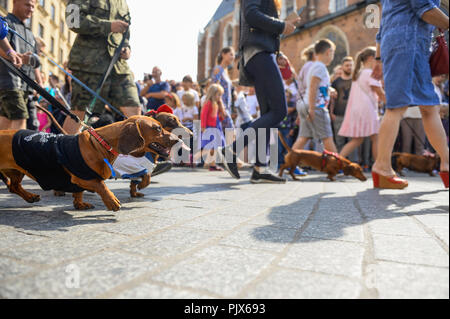 Krakow, Poland. 9th Sep, 2018. A Dachshund seen in a costume during the ...