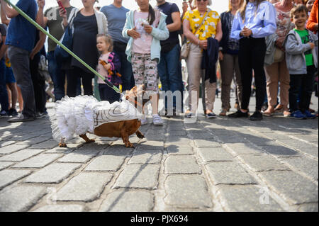 Krakow, Poland. 9th Sep, 2018. A man seen dressing his Dachshund during ...