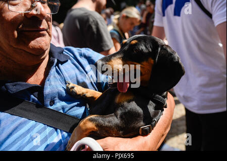 Krakow, Poland. 9th Sep, 2018. A man seen dressing his Dachshund during ...