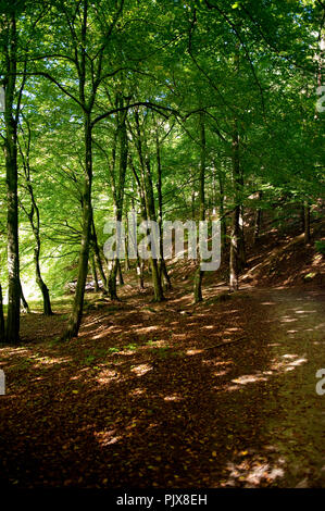 Start of the Autumn in the Forest of Soignies near Hoeilaart (Belgium ...