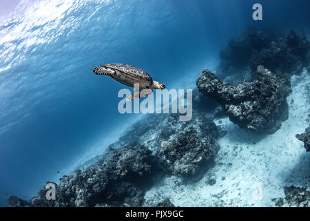 Hawksbill turtle, Cozumel, Quintana Roo, Mexico Stock Photo - Alamy