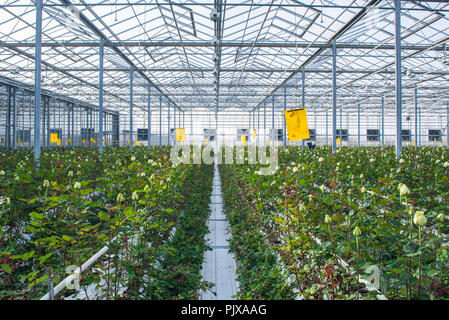 large industrial greenhouse with Dutch roses, the overall plan Stock ...
