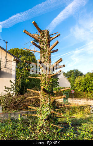 Ugly tree from harsh branch lopping - France Stock Photo - Alamy