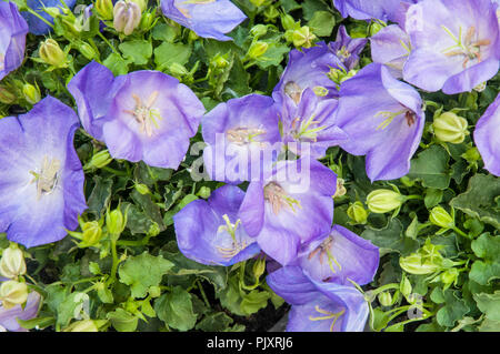 Campanula Carpatica Blue Clips. Clump forming perennial that is a soft ...