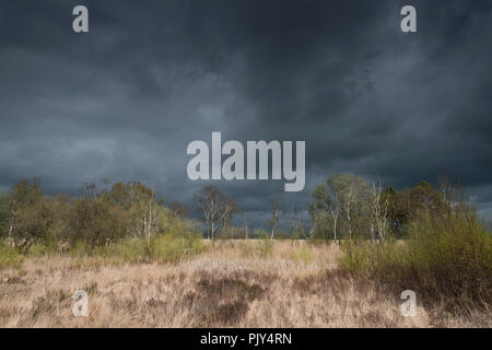 Brooding Landscape with spindly trees and stormy sky Stock Photo - Alamy