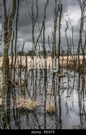 Brooding Landscape with spindly trees and stormy sky Stock Photo - Alamy
