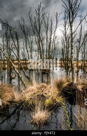 Brooding Landscape with spindly trees and stormy sky Stock Photo - Alamy